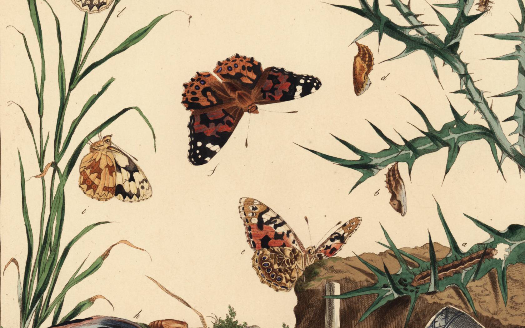 The first butterfly collectors - Engelsberg ideas