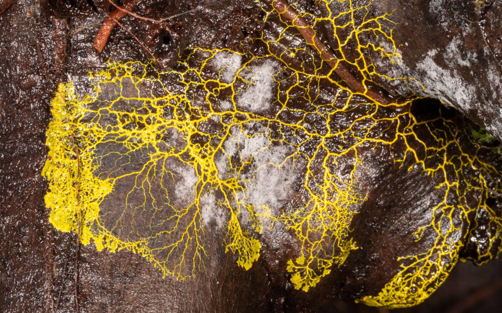 Slime mould versus the people - Engelsberg ideas